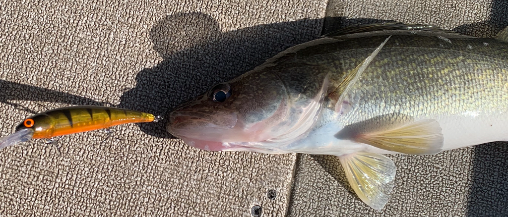 Glass Perch – Slimshady Customs